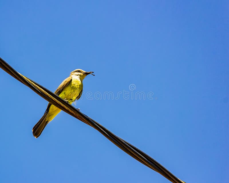 Yellow bird on light wire stock image. Image of green - 129645409