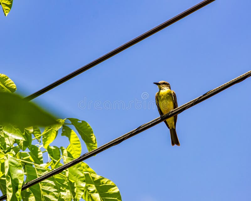 Yellow bird on light wire stock image. Image of feather - 129645455
