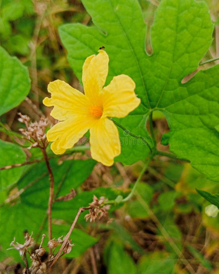 This is a Photo of a Yellow Flower Stock Photo - Image of plant, yellow ...