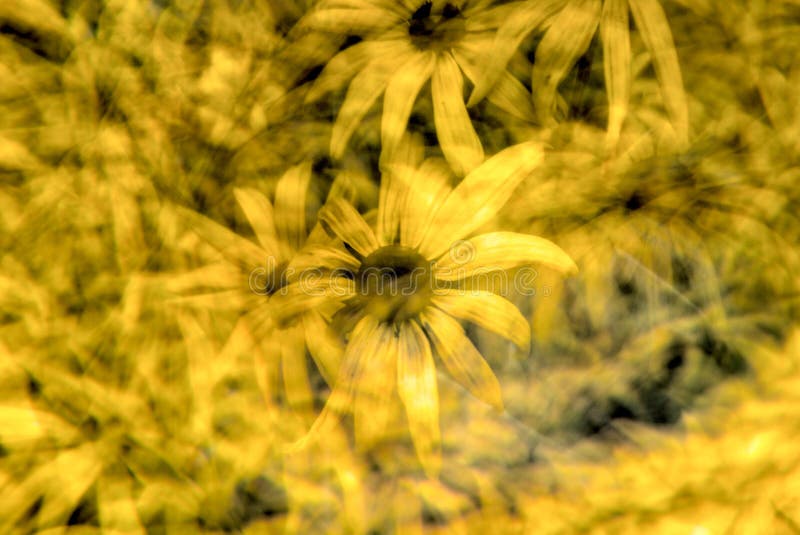 Photo of Yellow Flower through Prism Glass Stock Photo - Image of ...