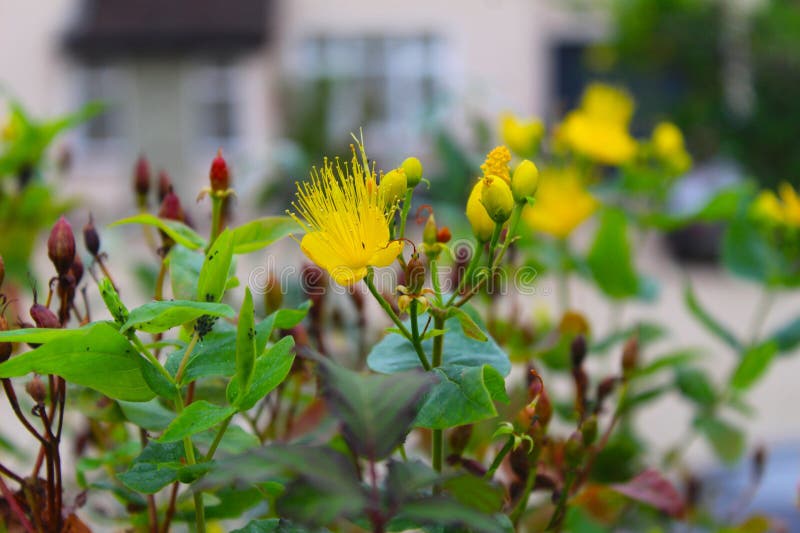 Hypericum Erectum Flower Close Up Stock Image - Image of beauty ...