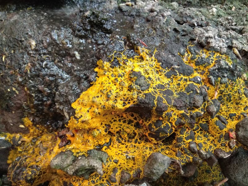 Yellow moss on rocks stock photo. Image of flower, leaf - 302412824