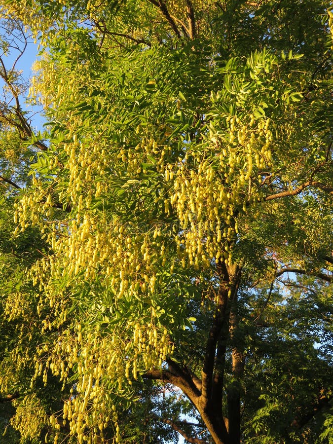 Yellow Seeds on the Tree in October Stock Photo - Image of blue, yellow ...