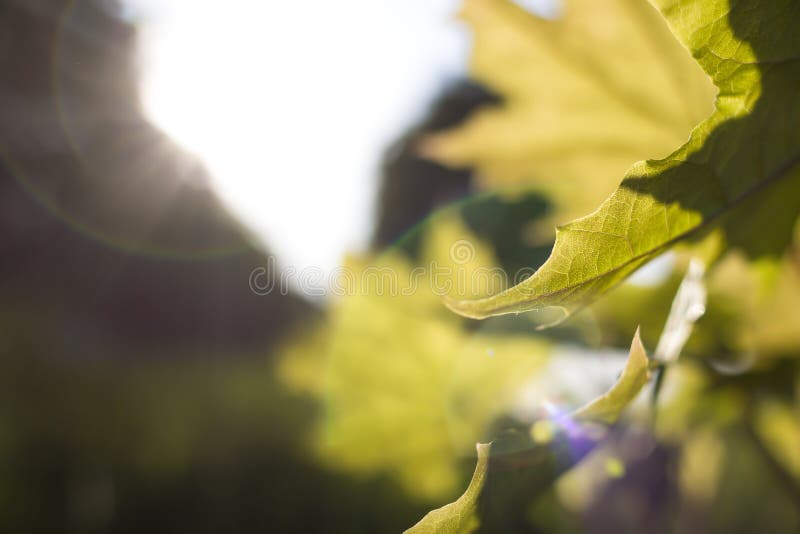 Photo of a Yellow Tree Leaf. Stock Image - Image of life, lovely: 92681851