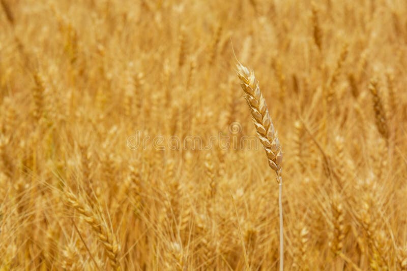 Photo of Yellow Wheat Field Texture at Summer Stock Photo - Image of ...
