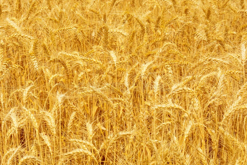 Photo of Yellow Wheat Field Texture at Summer Stock Image - Image of ...