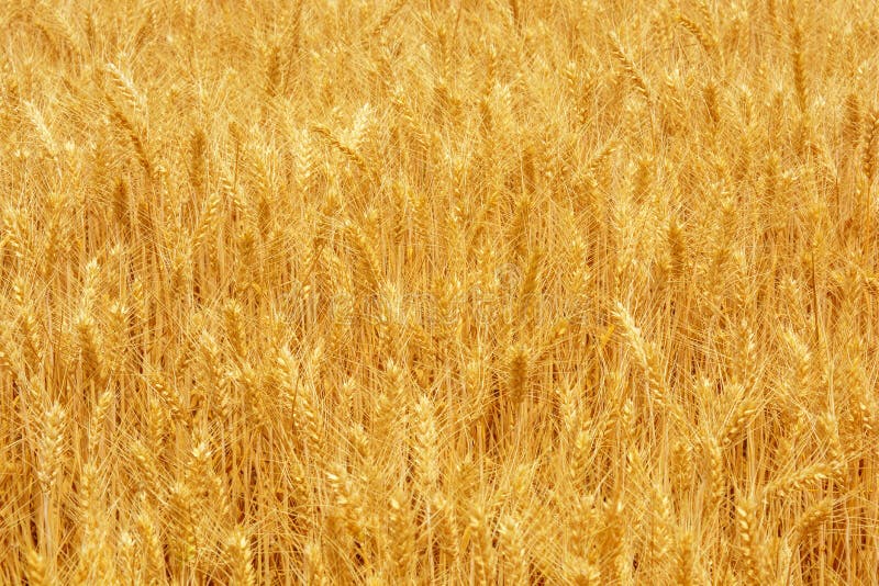 Photo of Yellow Wheat Field Texture at Summer Stock Photo - Image of ...