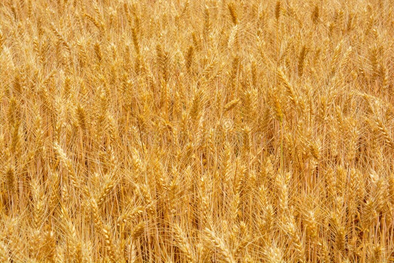 Photo of Yellow Wheat Field Texture at Summer Stock Photo - Image of ...
