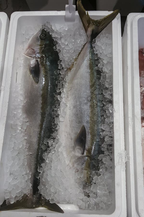 A Photo of Yellowtail or Hamachi at Fish Market Stock Photo - Image of ...