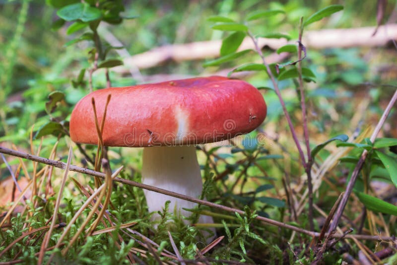 On the Photo You Can See Red Russula Alone Stock Photo - Image of ...