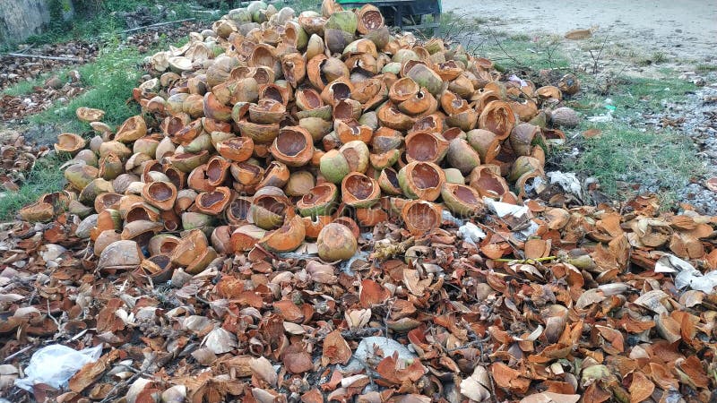 437 Coconut Skin Waste Stock Photos - Free & Royalty-Free Stock Photos ...