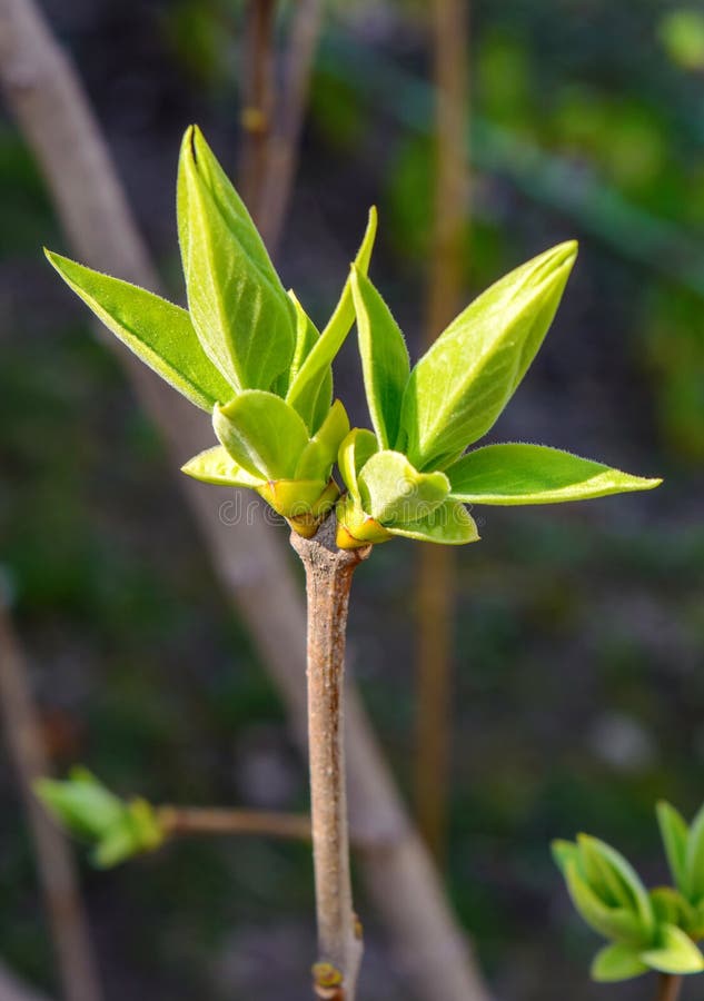 Photo of a Young Tree Branch on Dark Background Stock Photo - Image of ...
