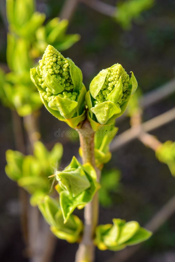 Photo of a Young Tree Branch on Dark Background Stock Photo - Image of ...