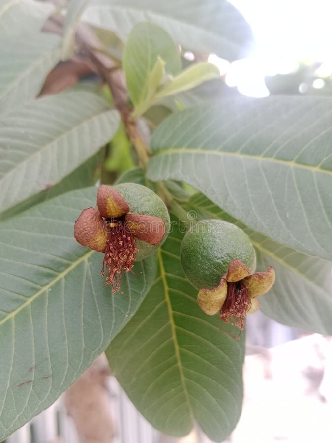 Young Guava Leaves that Can Be Cooked into Nutritious Food Stock Photo ...