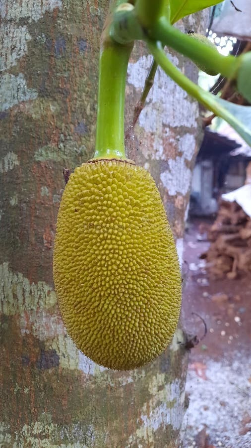 Photo of young jackfruit stock image. Image of jackfruit - 317320173