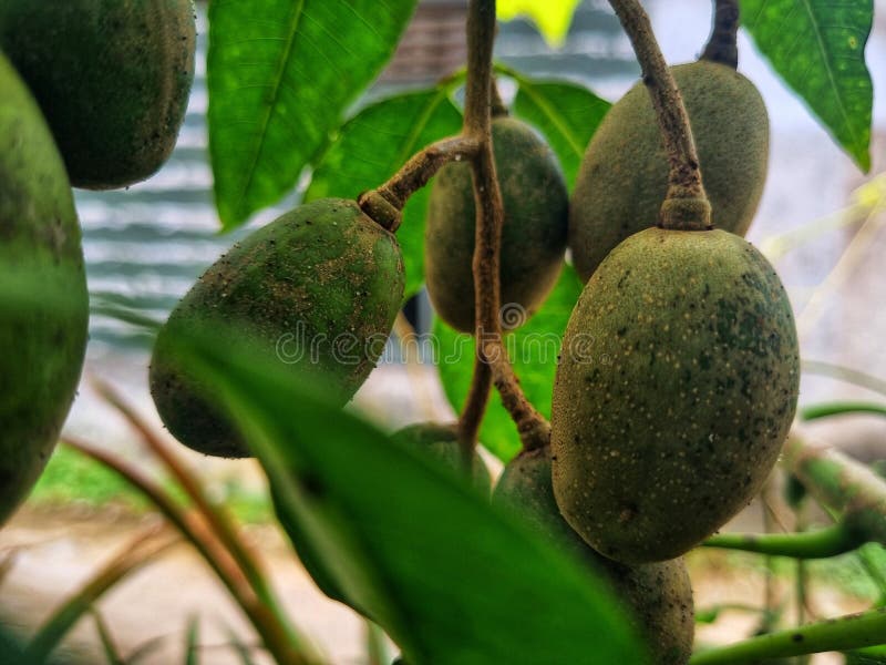 Photo of Young Kedondong Fruit from the Tree Stock Photo - Image of ...