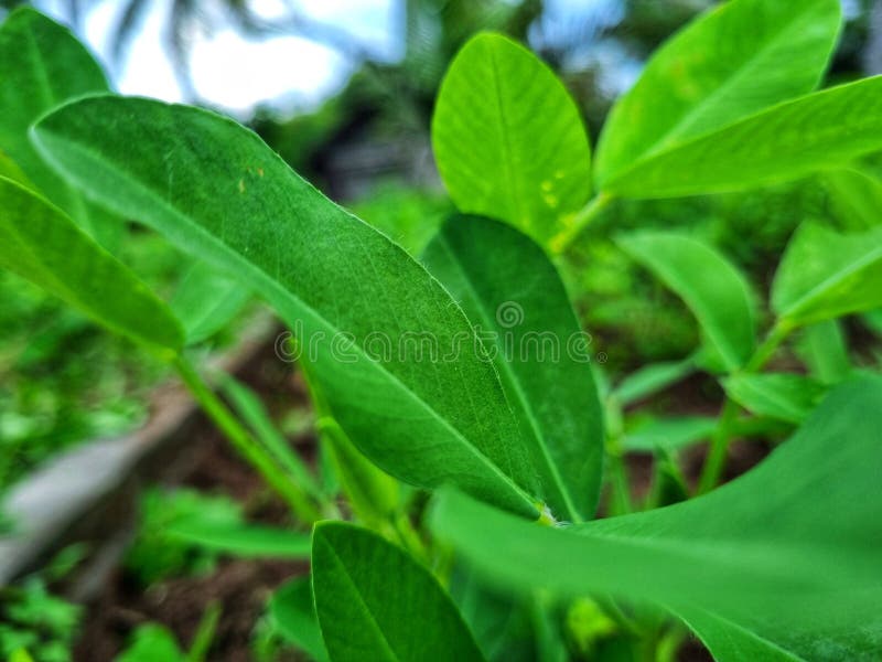 Photo of Young Peanut Leaves in the Garden Stock Photo - Image of green ...