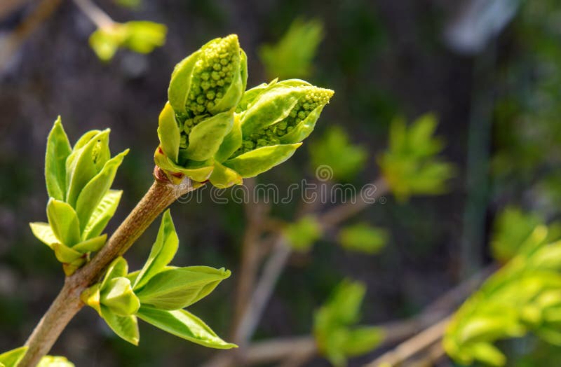 Photo of a Young Tree Branch on Dark Background Stock Photo - Image of ...