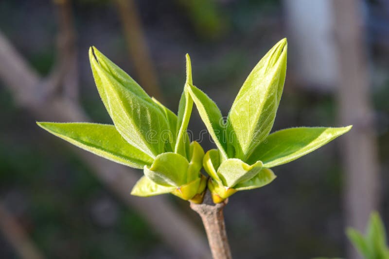 Photo of a Young Tree Branch on Dark Background Stock Photo - Image of ...