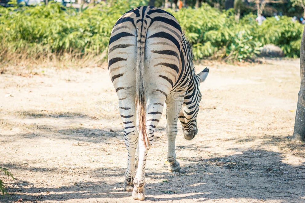 Photo of the Zebra on the Back Side Stock Image - Image of horse ...
