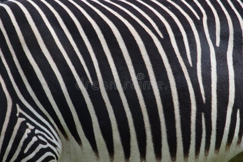 135,843 Body Texture Stock Photos - Free & Royalty-Free Stock Photos ...