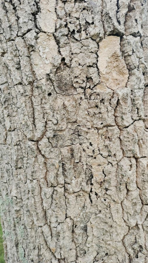 A Photo of Zoom in Texture of Strong Stem Tree Stock Image - Image of ...
