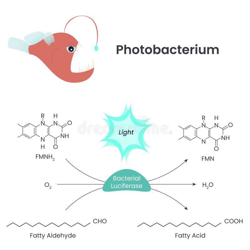 Photobacterium Chemical Reaction Scientific Vector Illustration ...