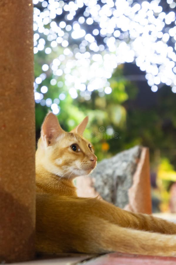 A Photogenic Cat Under the Light Tree Stock Photo - Image of tree ...