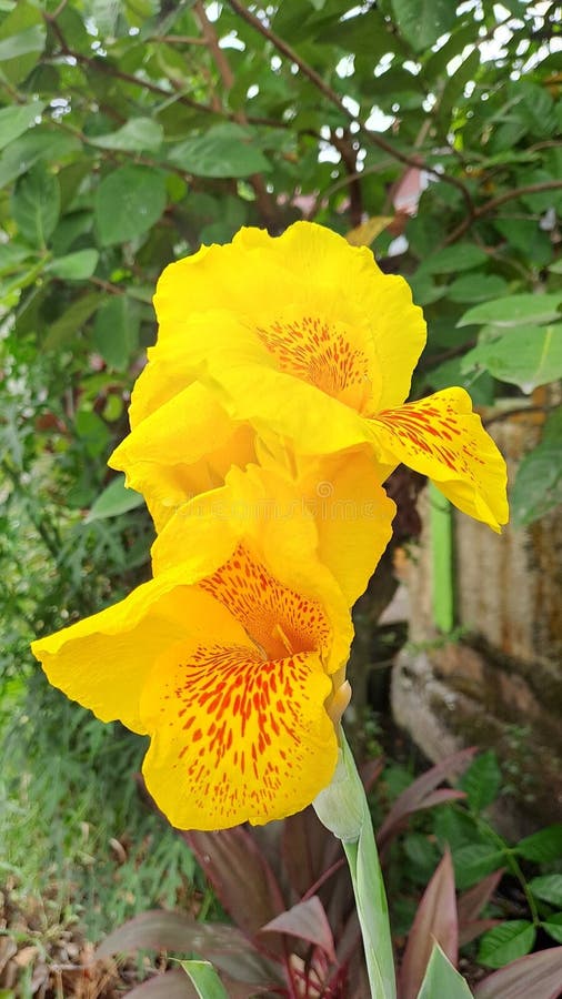 Photoghraph Using Android, Yellow Big Plant Stock Photo - Image of ...