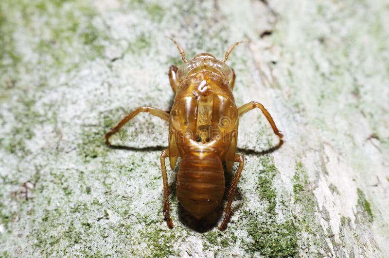 Photograph Beautiful Insects in the Wild Stock Image - Image of wood ...