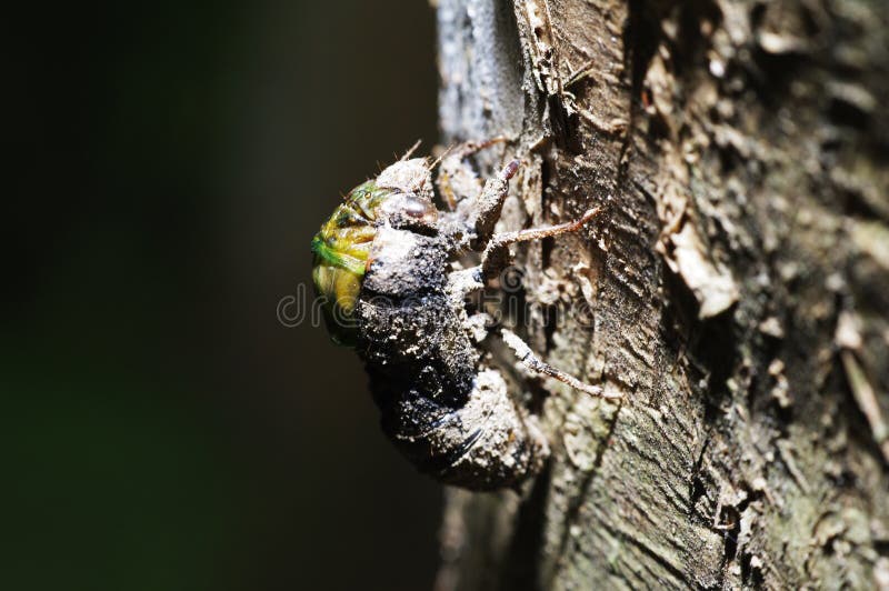 Photograph Beautiful Insects in the Wild Stock Image - Image of animal ...