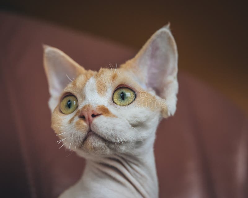 Devon Rex cat stock image. Image of sturdy, people, trained - 109177977