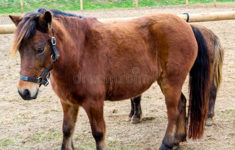 A Photograph of a Beautiful Pony Stock Photo - Image of mane, mammal ...