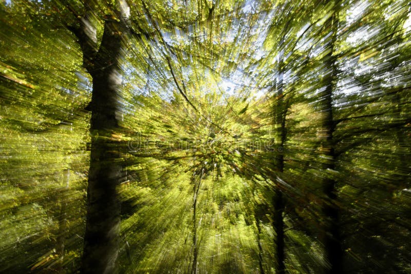 Photograph of Beech Forest Trees Fading Stock Image - Image of zooming ...