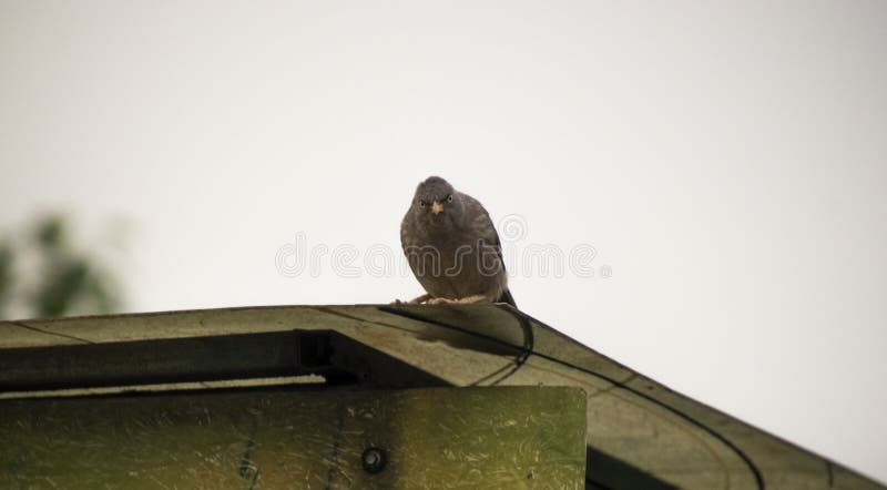 Bird stare stock photo. Image of staring, eyes, bird - 189987908
