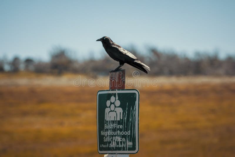 Photograph of a Black Crow Sitting on a Sign Post Stock Photo - Image ...