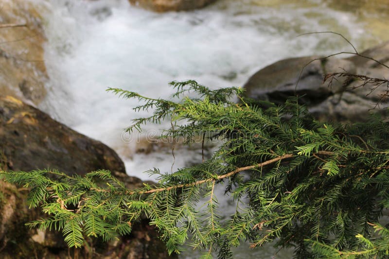 Branch of a pine tree stock photo. Image of water, jungle - 276880746