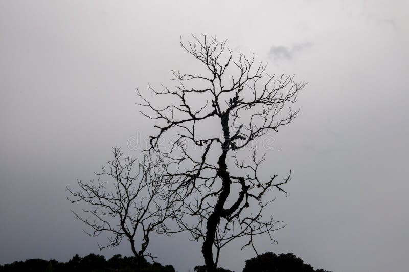 Photograph of the Branches of a Dry Tree Stock Image - Image of forest ...