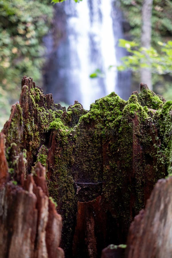 Green Moss Growing on a Broken Tree Stump in Front of a Waterfall Stock ...