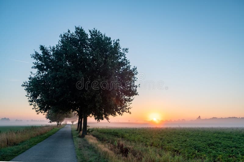 Mist-Clad Fields at Sunrise with Tree-Lined Pathway Stock Image - Image ...