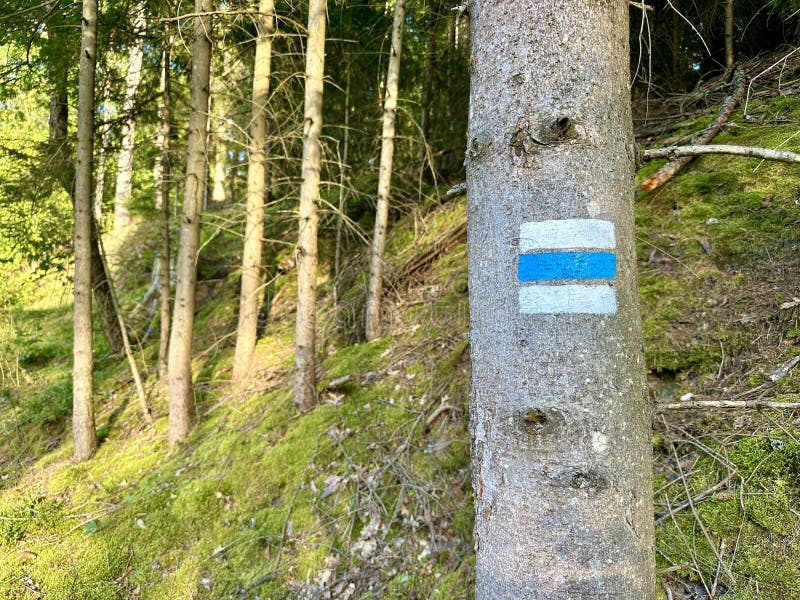 The Photograph Captures a Tourist Marker on a Tree in the Forest. Stock ...