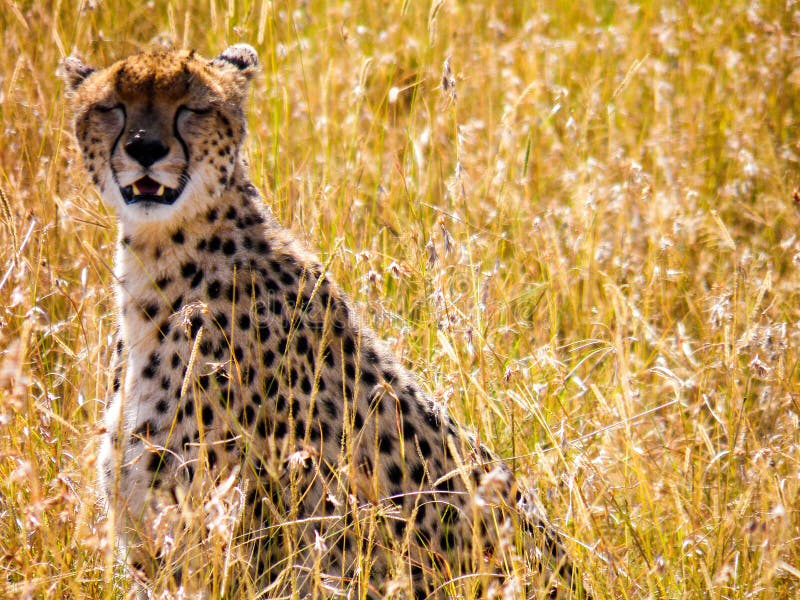Photograph of Cheetah stock photo. Image of daylight - 111824064