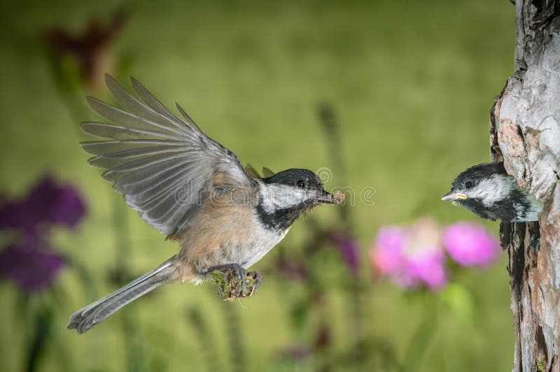 Chickadee Flying Back To Nest To Feed the Chicks Stock Photo - Image of ...