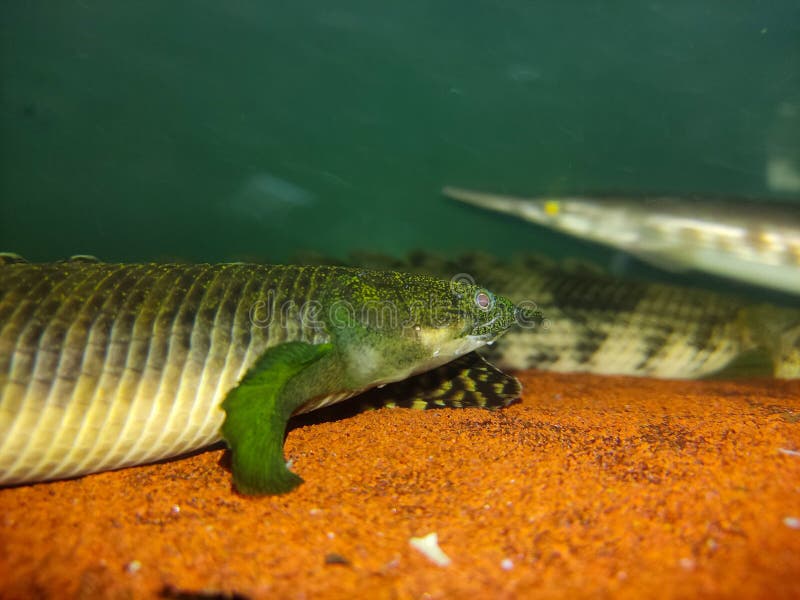 Beautiful Polypterus Polli Stock Photos - Free & Royalty-Free Stock ...