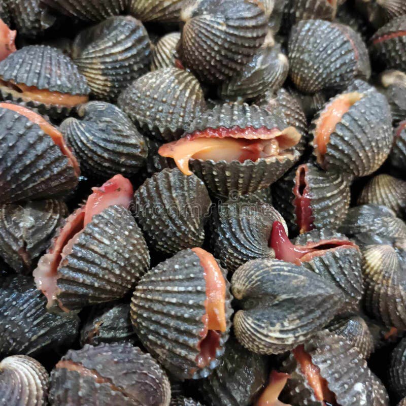 Photograph of Cockle with Open Mouth and Black Shell Stock Photo ...