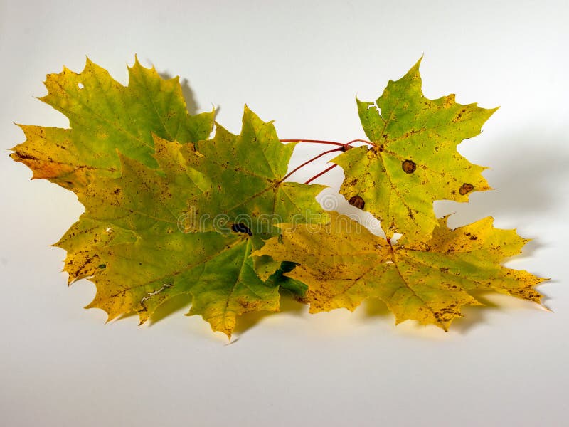 Photograph with Colored Maple Leaves on a Light Background Stock Image ...