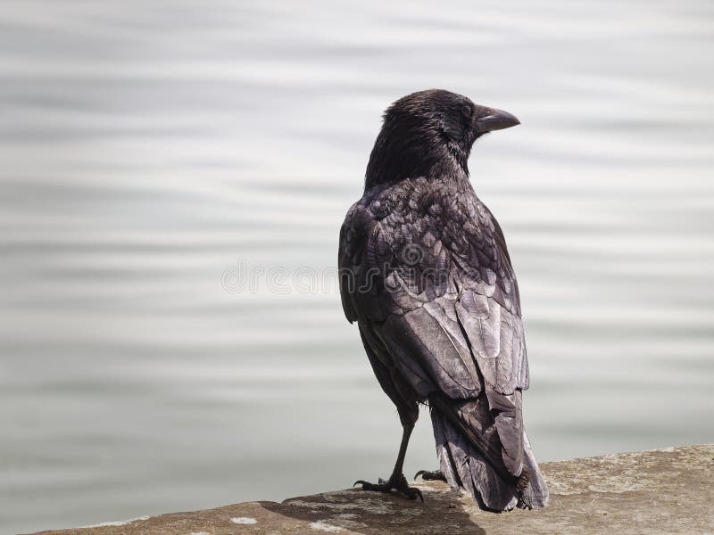 Photograph of a Crow at the Water S Edge Stock Photo - Image of rock ...