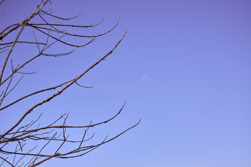 Dead Branches of a Tree stock image. Image of frame - 174054803