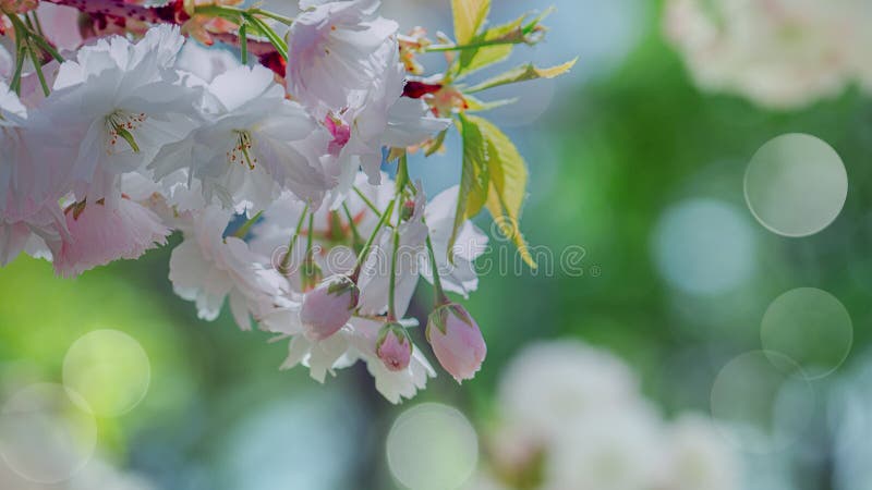 Springtime Symphony.. Beautiful Sakura Blossoms in Bloom Stock Photo ...