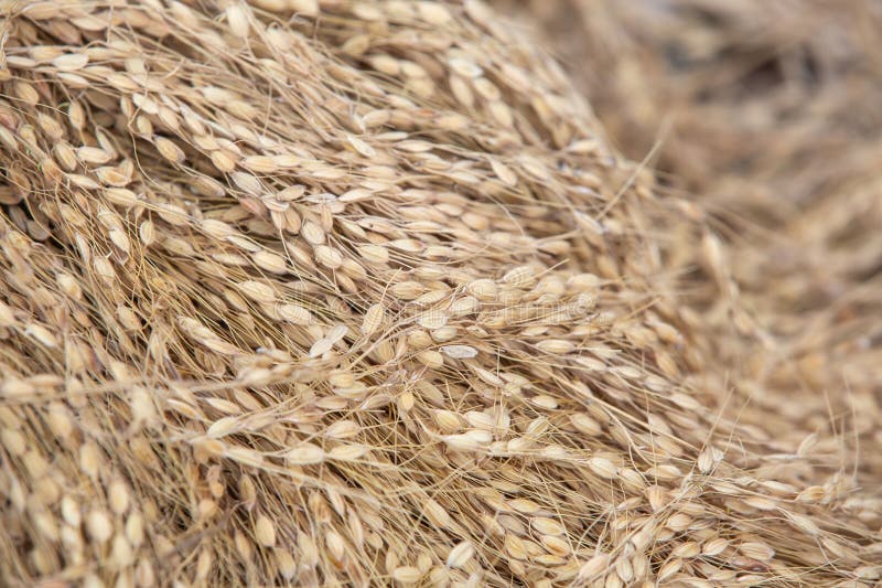 Photograph of a Dry Rice Grains on the Field Stock Photo - Image of ...